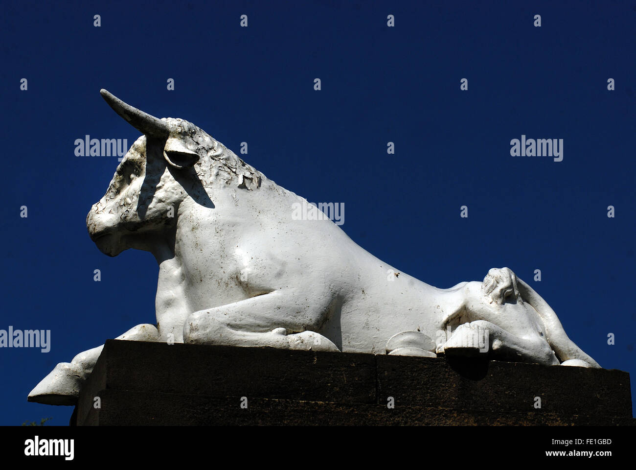 White bulls hi-res stock photography and images - Alamy