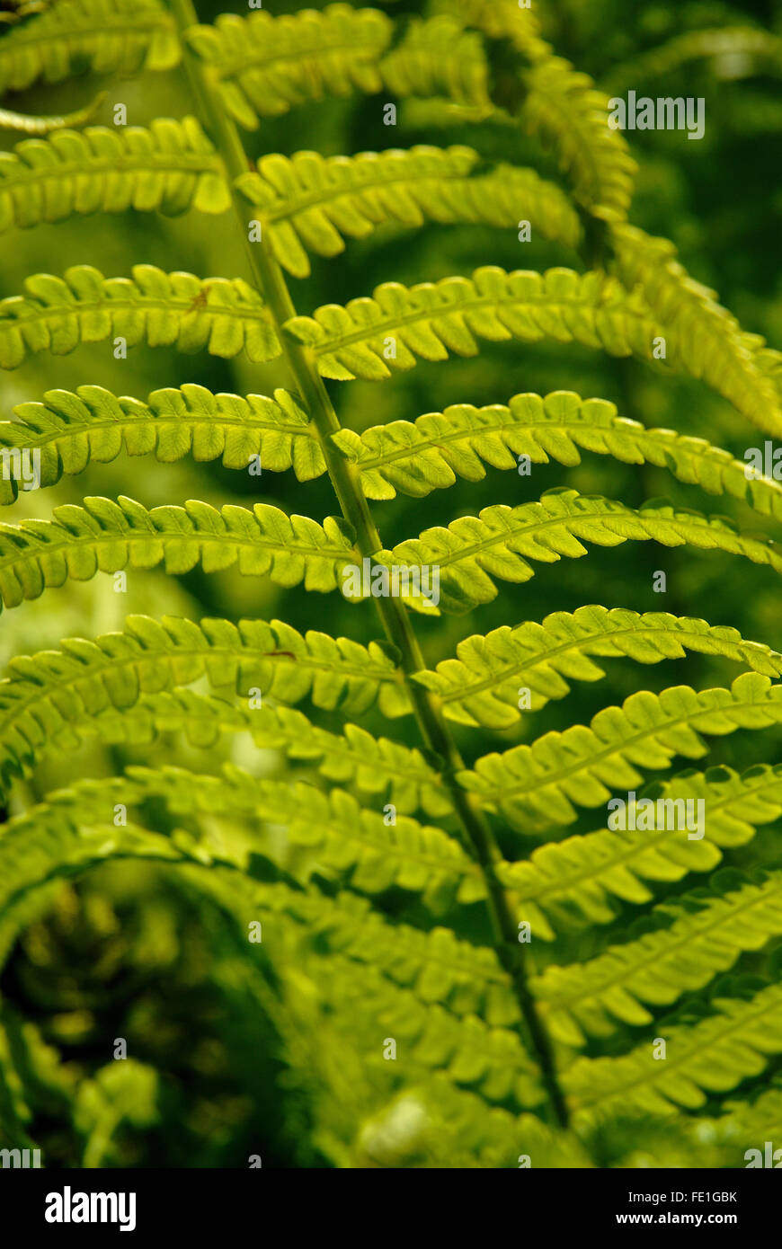 Fronds structure hi-res stock photography and images - Alamy