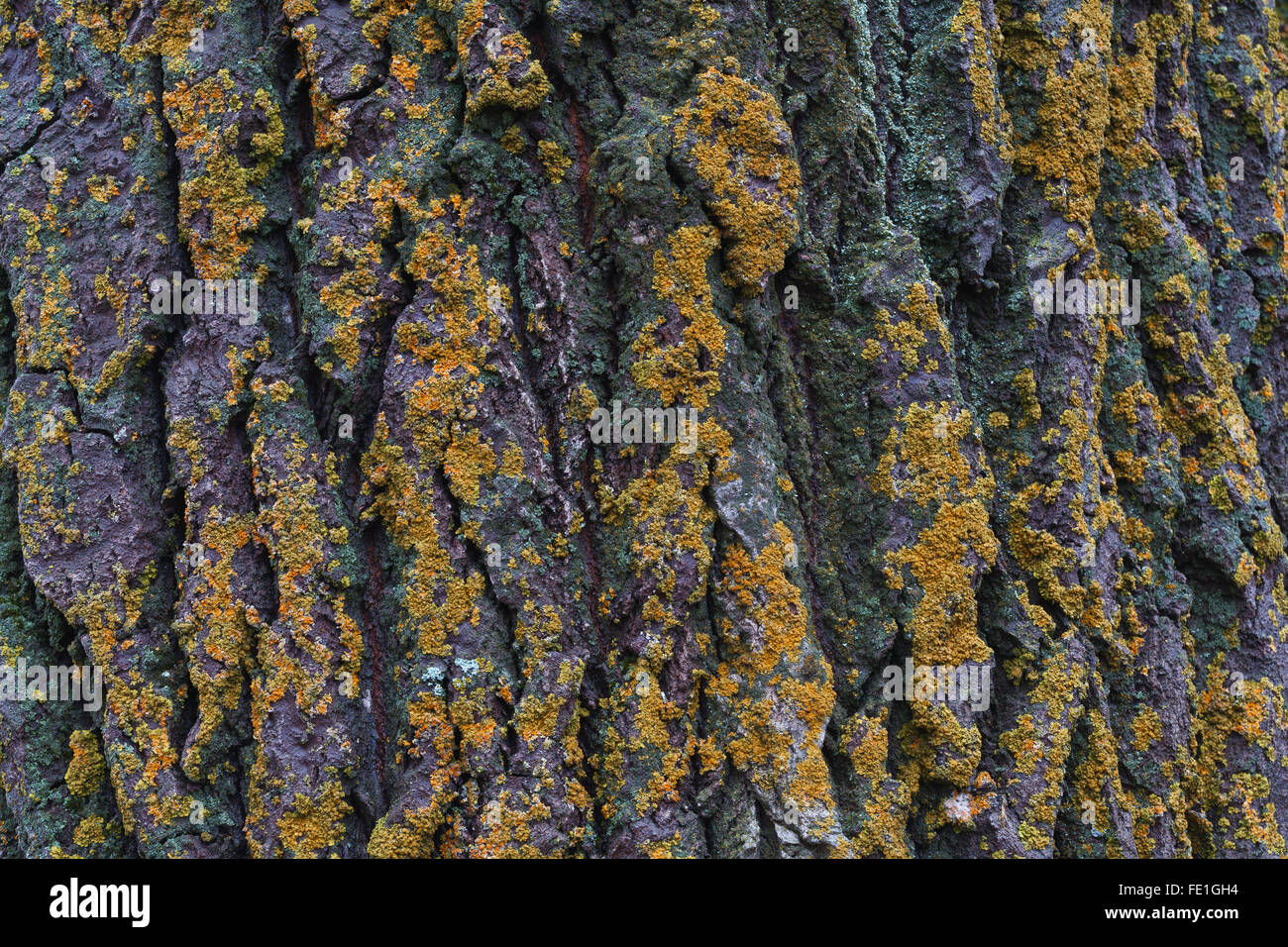 moss on tree bark Stock Photo - Alamy