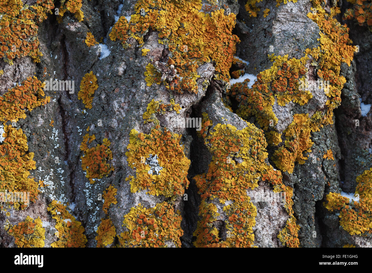 moss on tree bark Stock Photo - Alamy