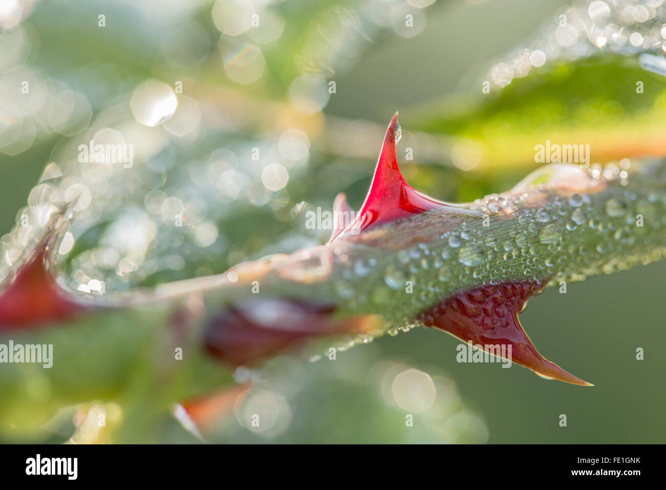 Rose with thorns hi-res stock photography and images - Alamy
