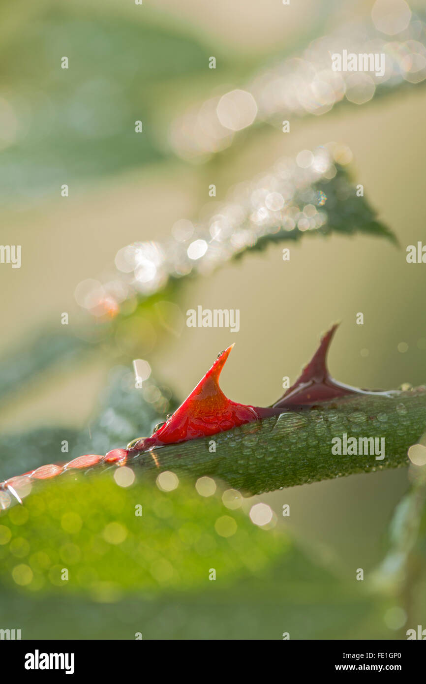 Red thorns hi-res stock photography and images - Alamy