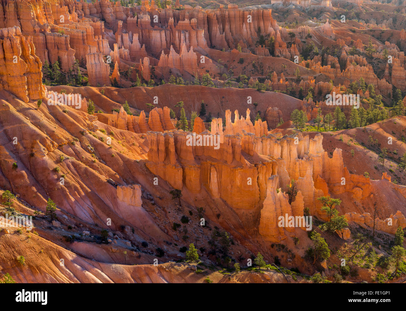 Bryce Canyon National Park, UT: Morning sun in the Bryce Amphitheater ...