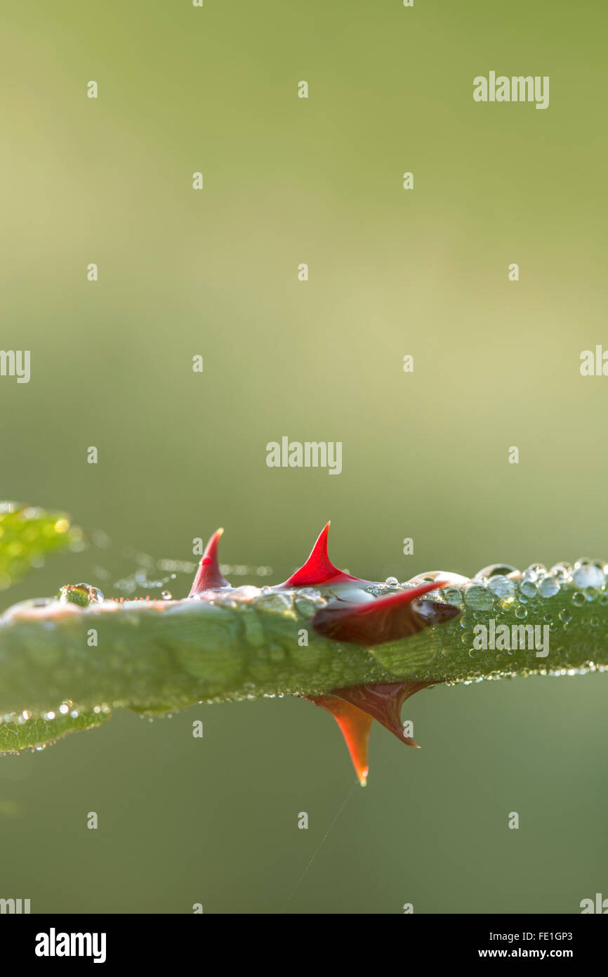 Rose with thorns hi-res stock photography and images - Alamy