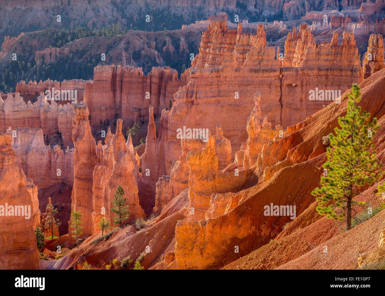 Bryce Canyon National Park, UT: Morning sun in the Bryce Amphitheater ...