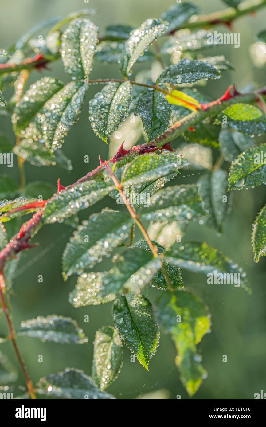 Dew covered climbing rose Stock Photo - Alamy