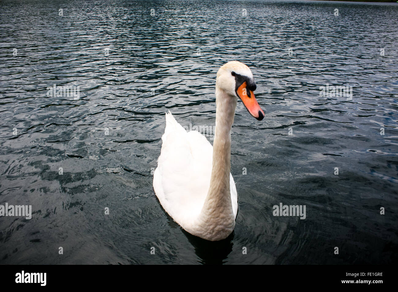Swan on the water on lake Stock Photo - Alamy