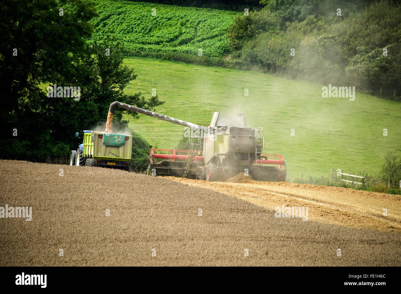 Combine harvester cutting crops in a field Stock Photo - Alamy