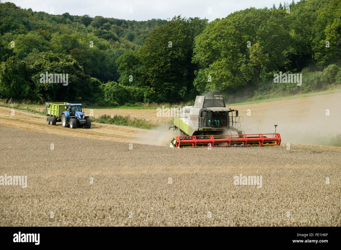 Combine harvester cutting crops in a field Stock Photo - Alamy