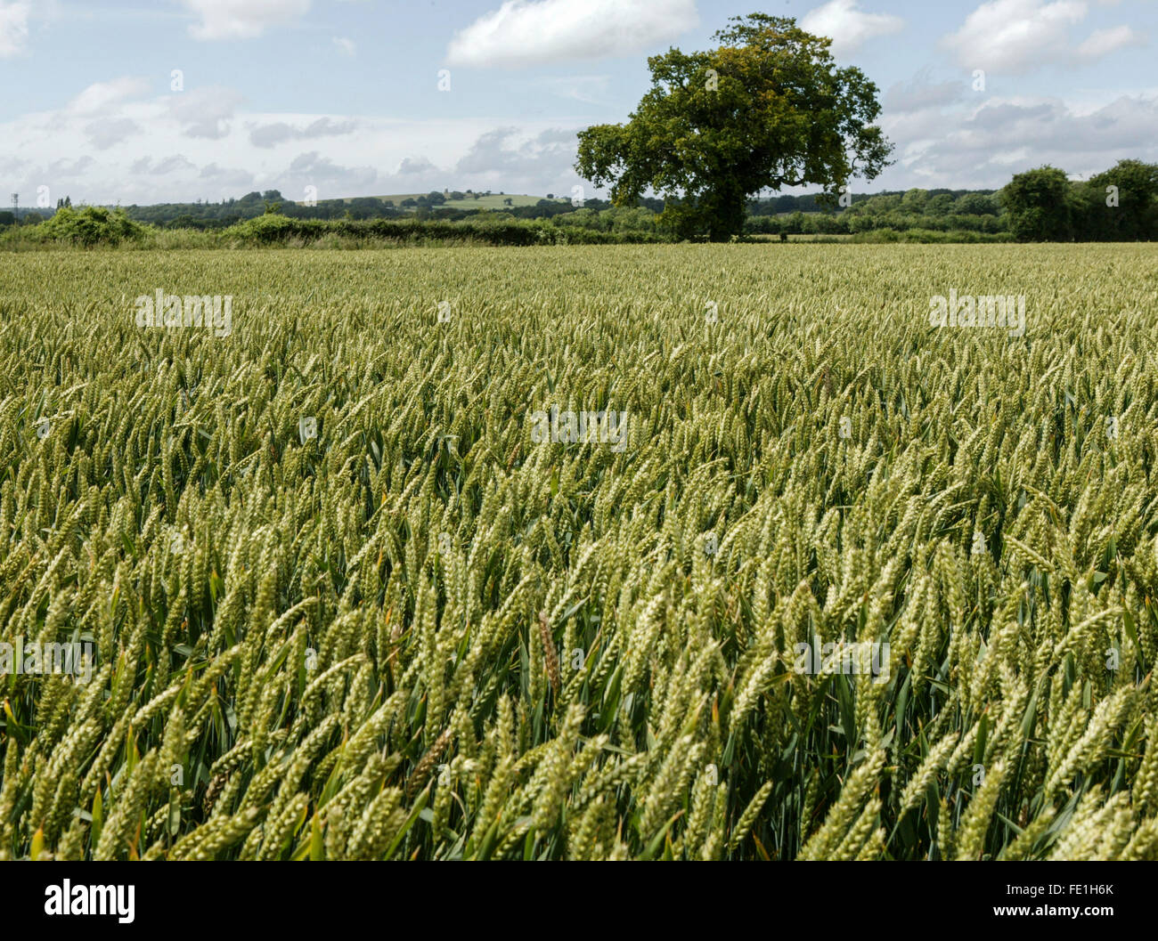 Cereal wheat barley growing in a field in Summer Stock Photo - Alamy
