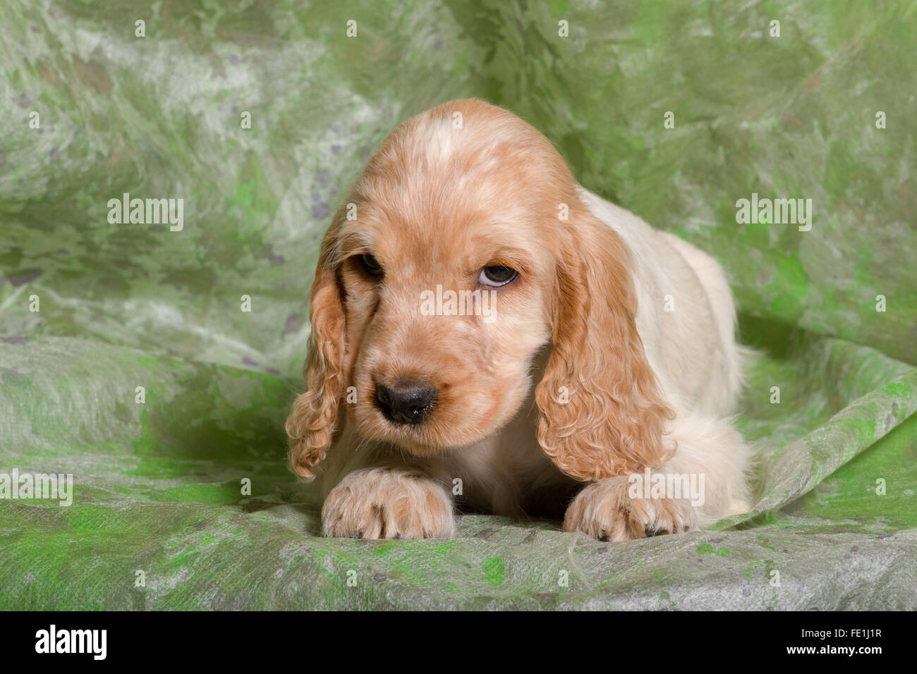 beige English Cocker Spaniel puppy on green background Stock Photo - Alamy