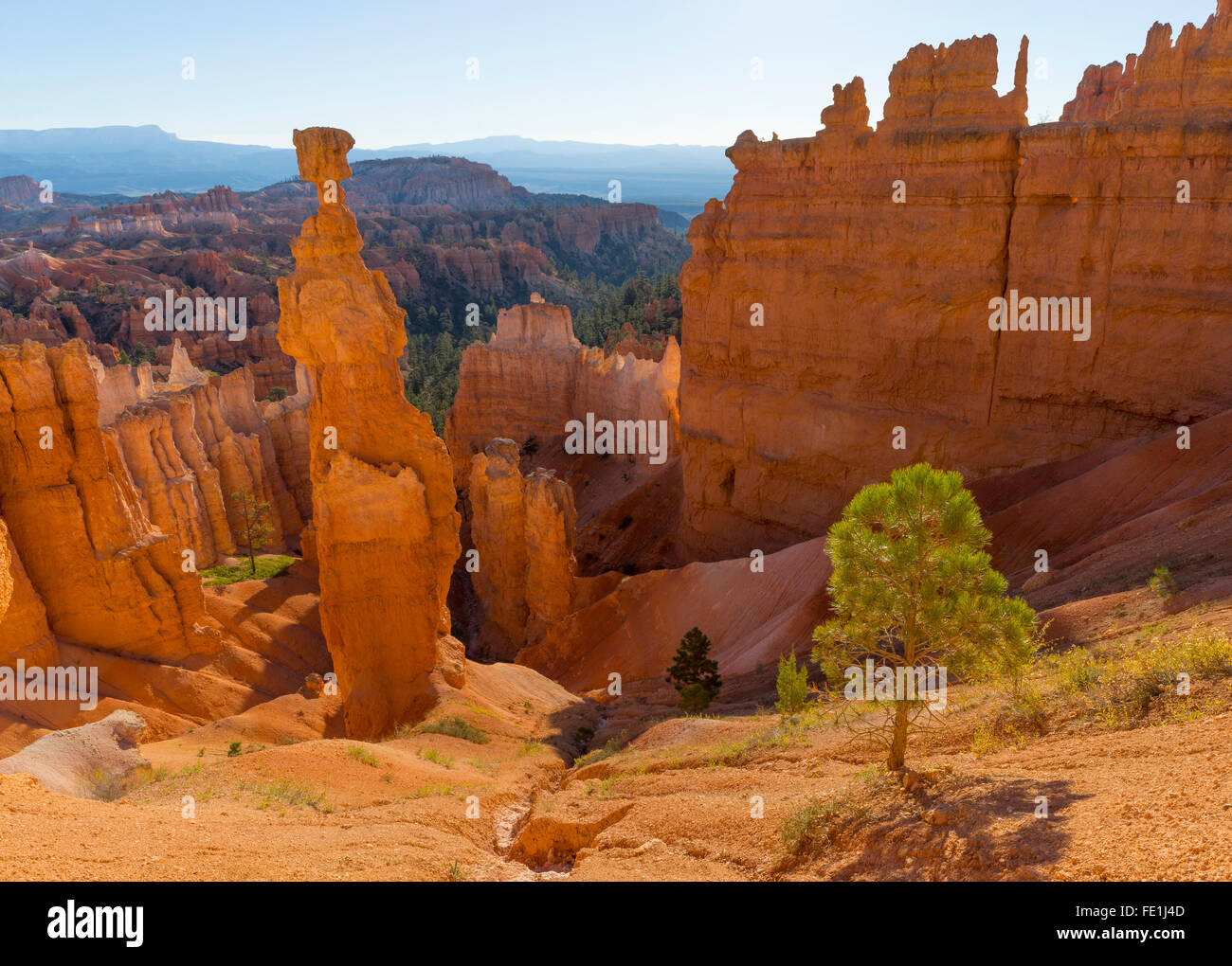 Bryce Canyon National Park, UT: Morning sun in the Bryce Amphitheater ...