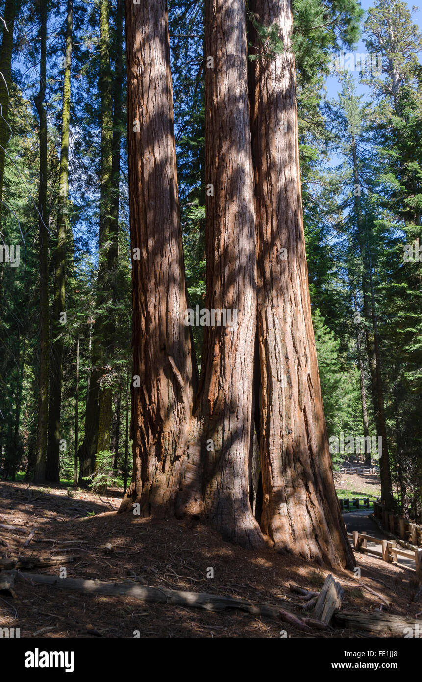 Giant sequoia in Sequoia National Park in California Stock Photo - Alamy
