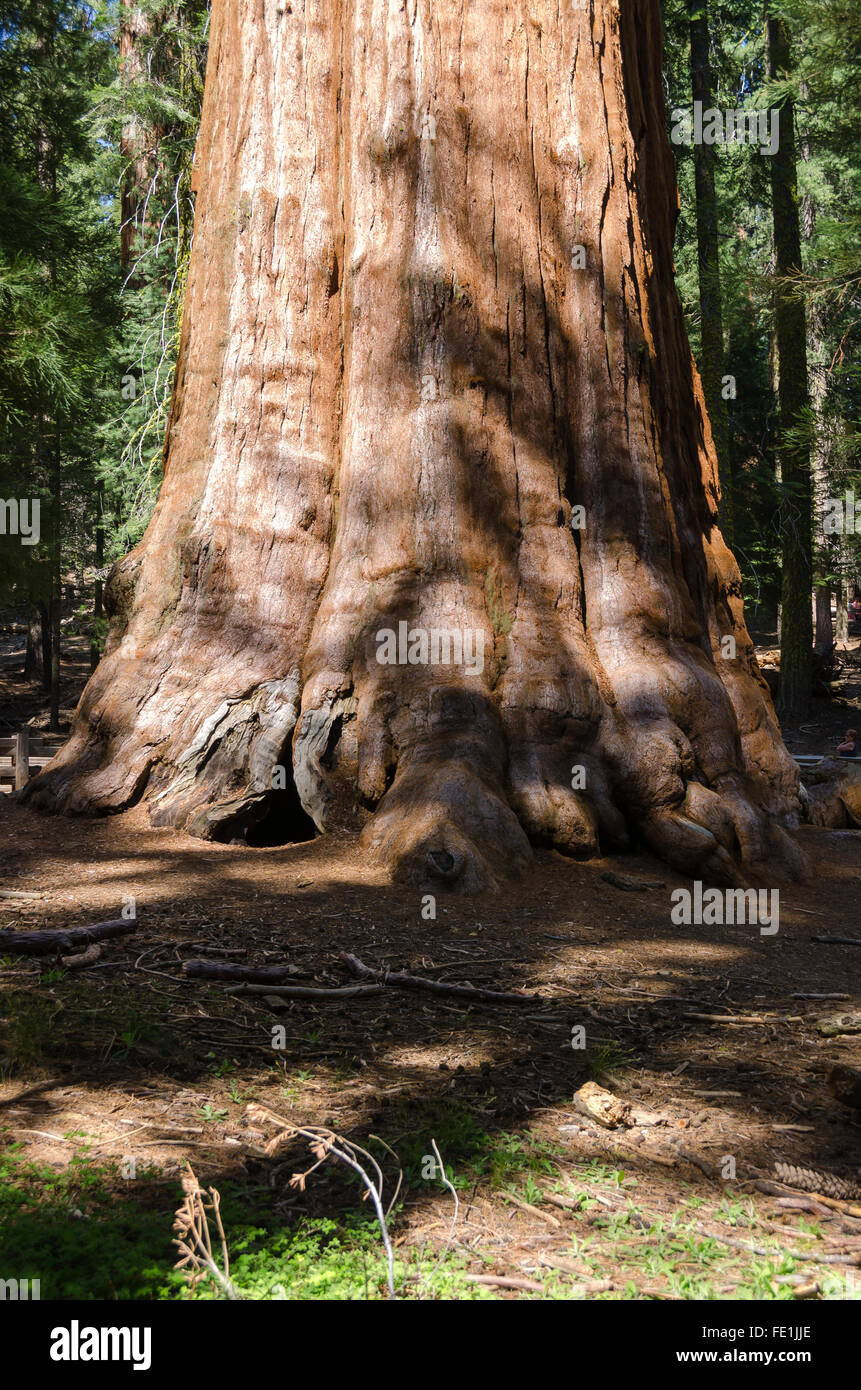 Giant sequoia in Sequoia National Park in California Stock Photo - Alamy