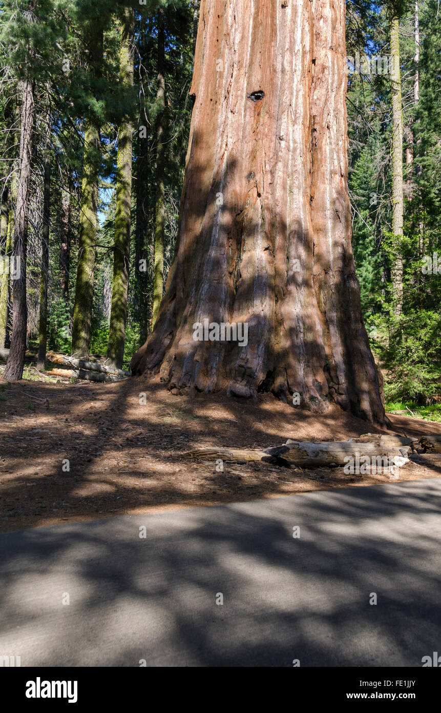 Giant sequoia in Sequoia National Park in California Stock Photo - Alamy