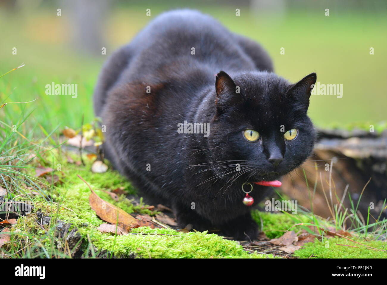 Cat, black, pet Stock Photo - Alamy