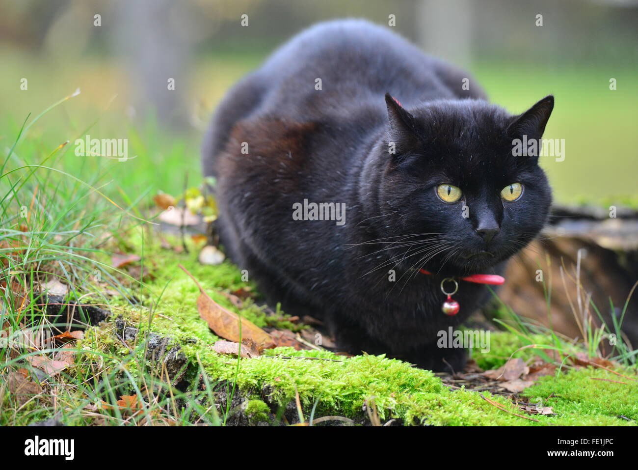 Cat black and hi-res stock photography and images - Alamy