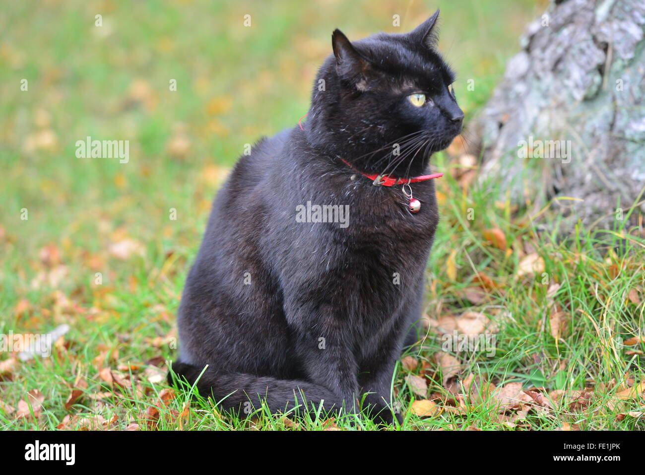 Cat, black, pet Stock Photo - Alamy