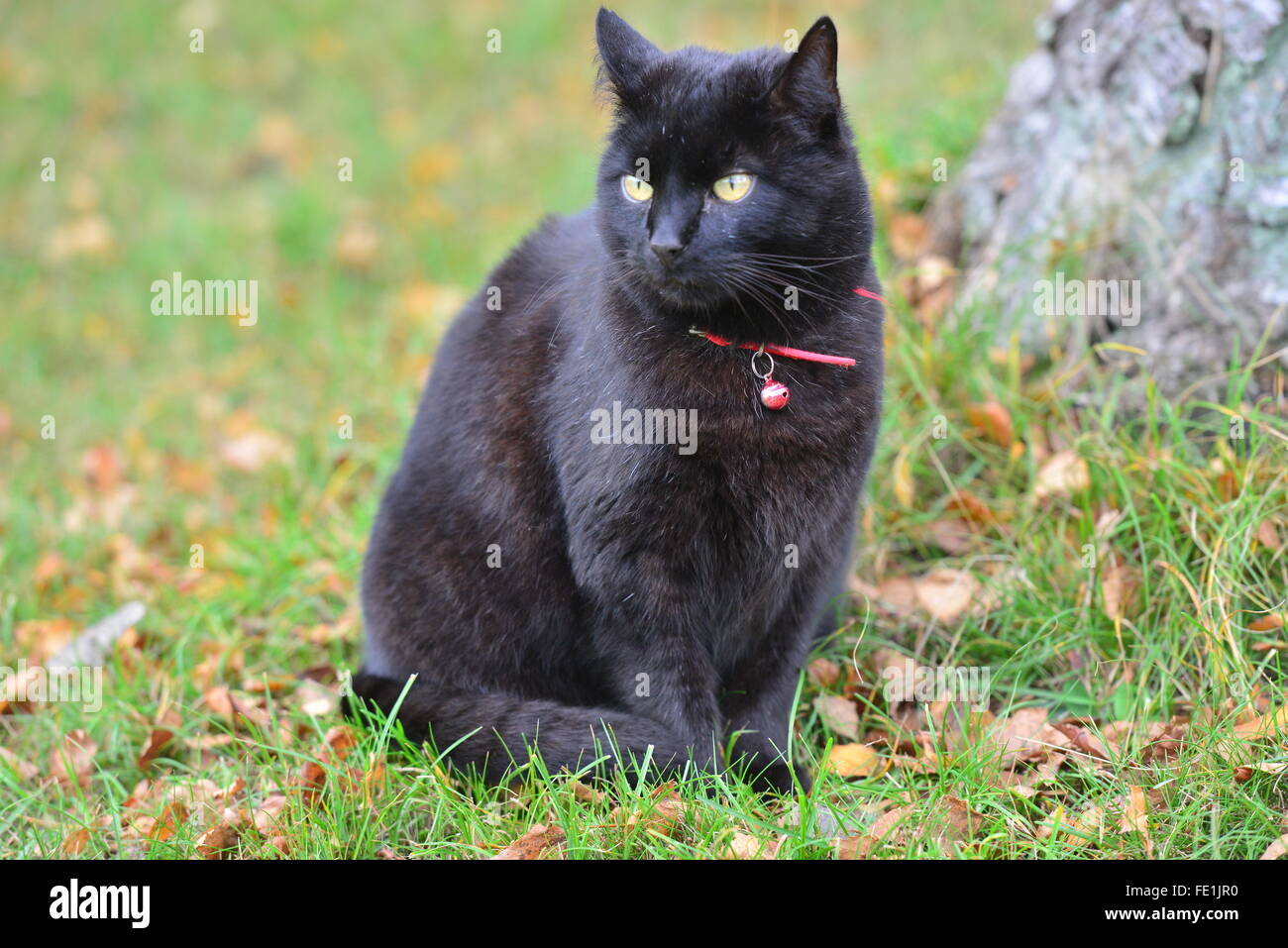 Cat, black, pet Stock Photo - Alamy