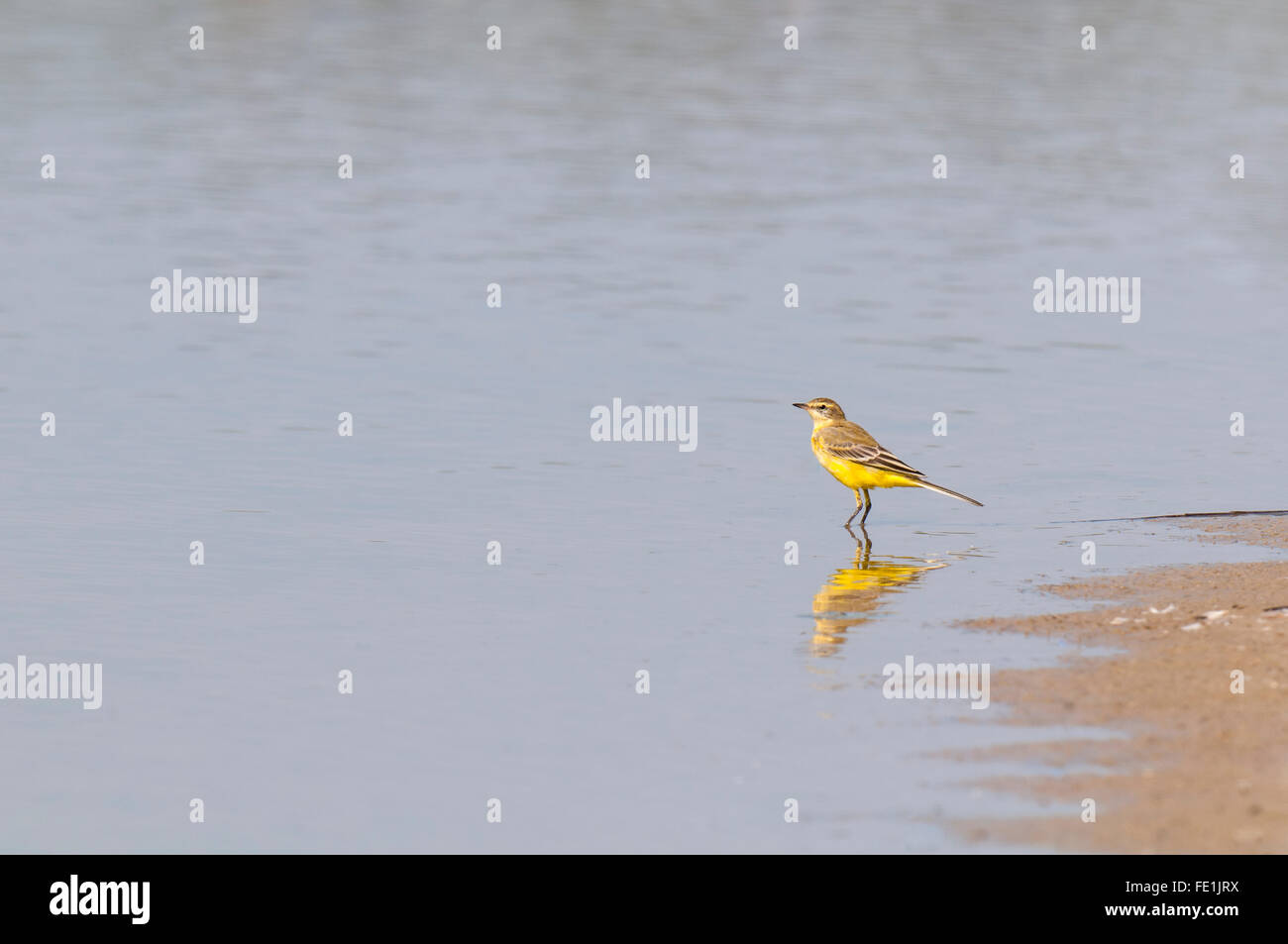 Yellow wagtail (Motacilla flava) adult wading at the edge of a shallow ...
