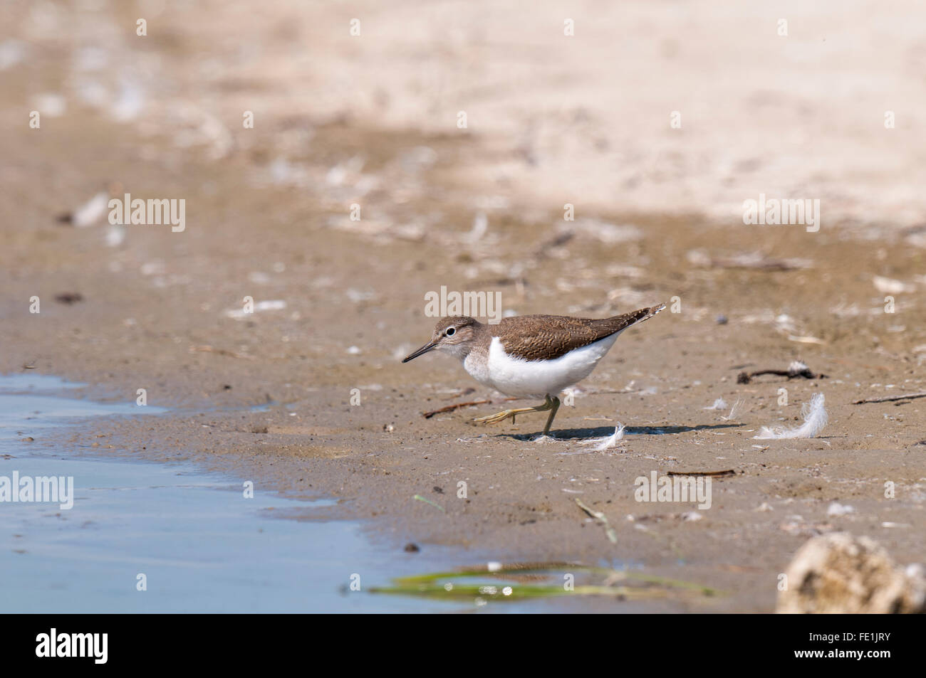 Common sandpiper (Actitis hypoleucos) walking towards the water in a ...