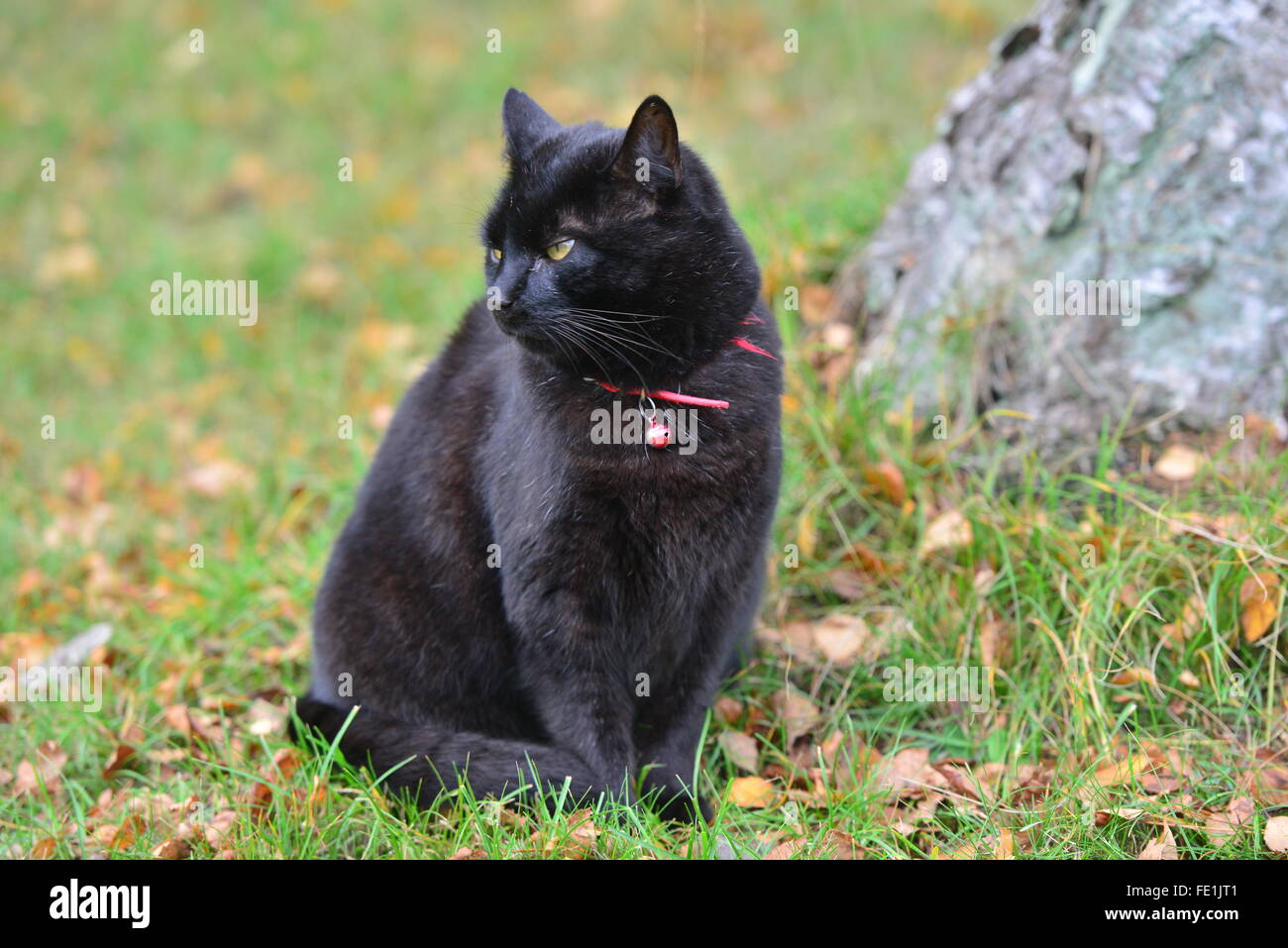 Cat, black, pet Stock Photo - Alamy