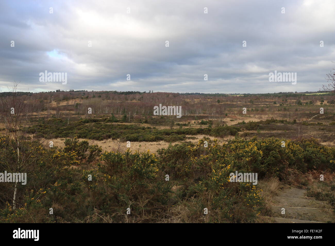 Chobham Common near Sunningdale in Surrey Stock Photo - Alamy