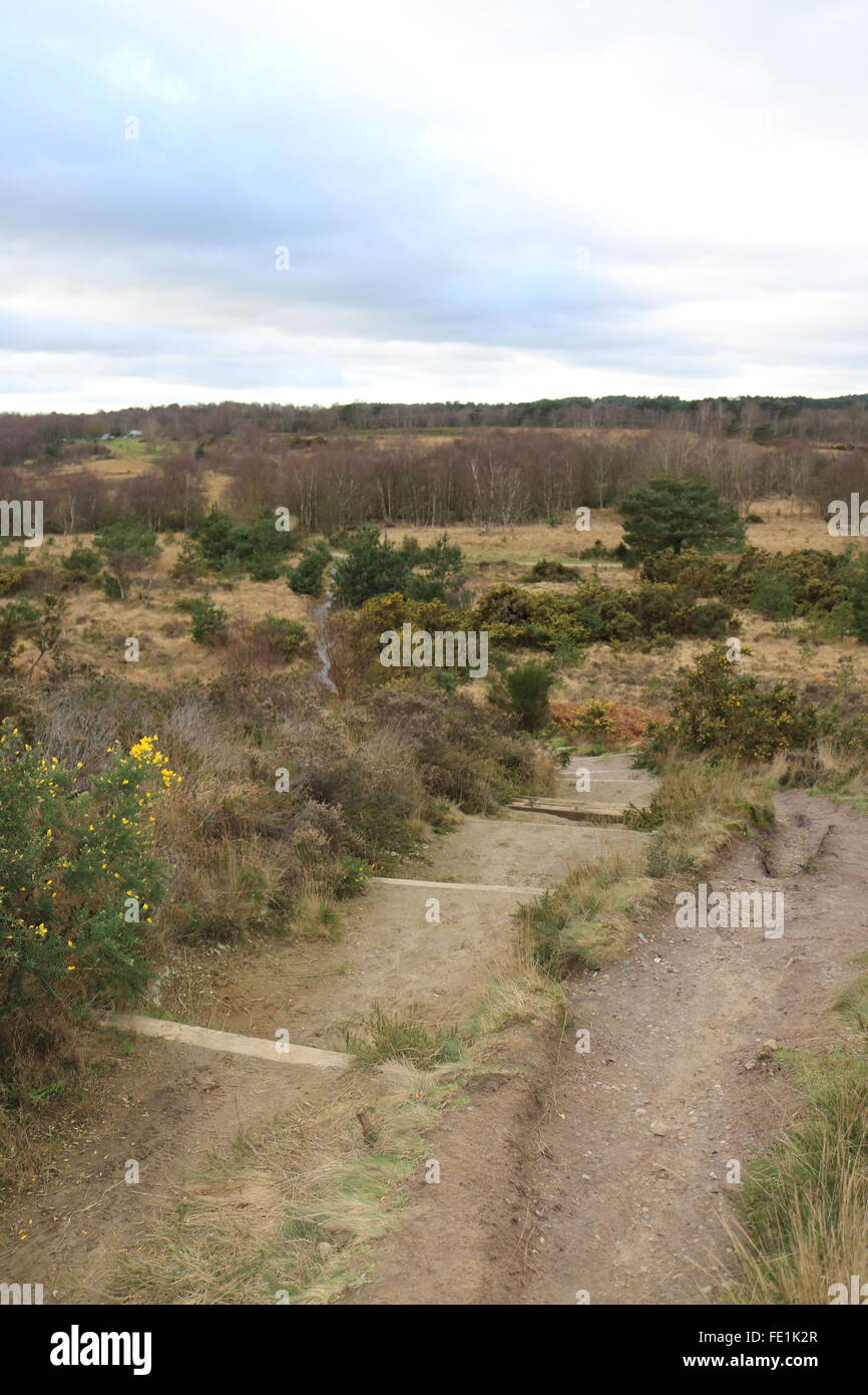 Chobham Common in Surrey, close to Sunningdale Stock Photo - Alamy