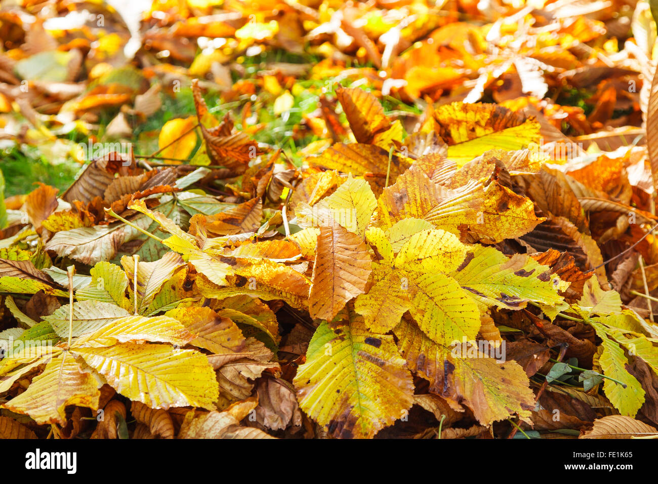 Pile of fall chestnut leaves Stock Photo - Alamy