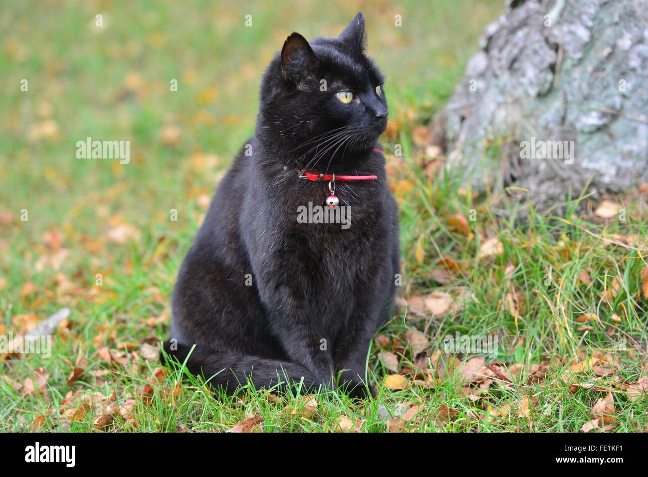 Cat, black, pet Stock Photo - Alamy