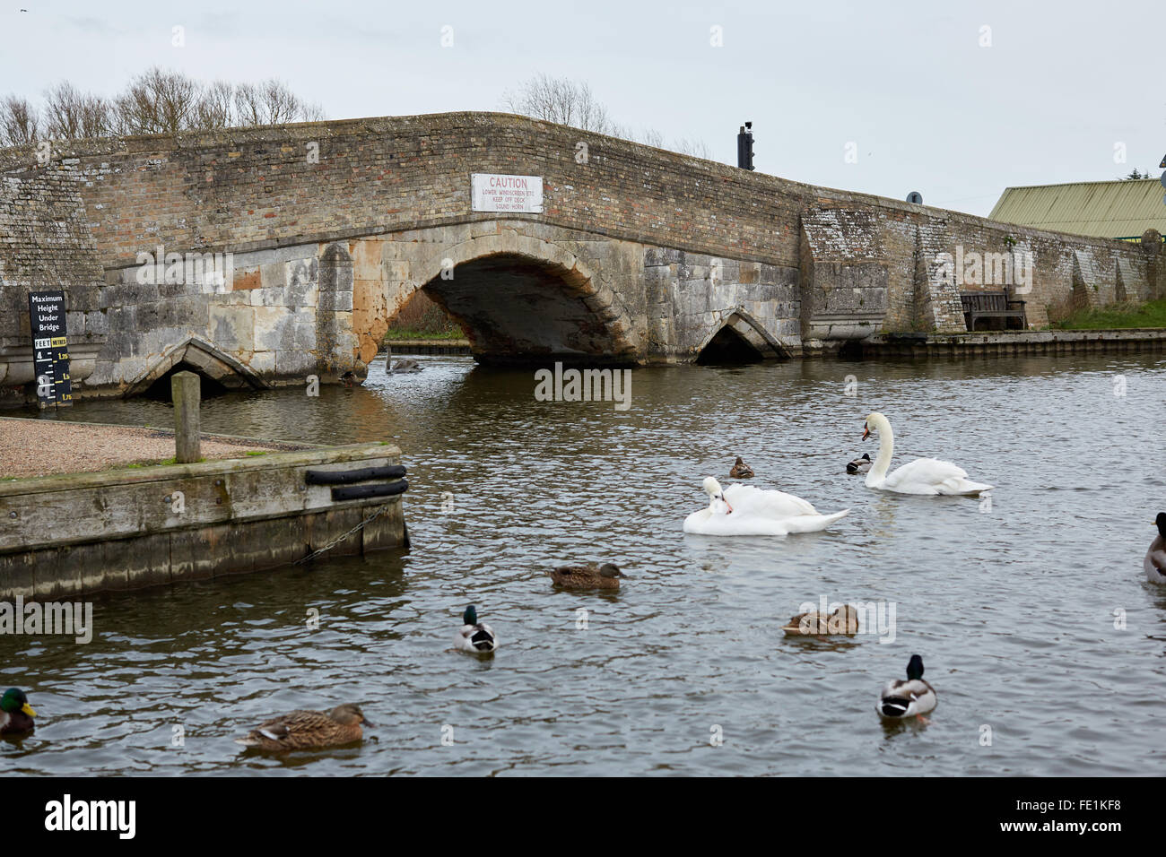 Swans and ducks on the River Thurne by Potter Heigham Bridge on the ...