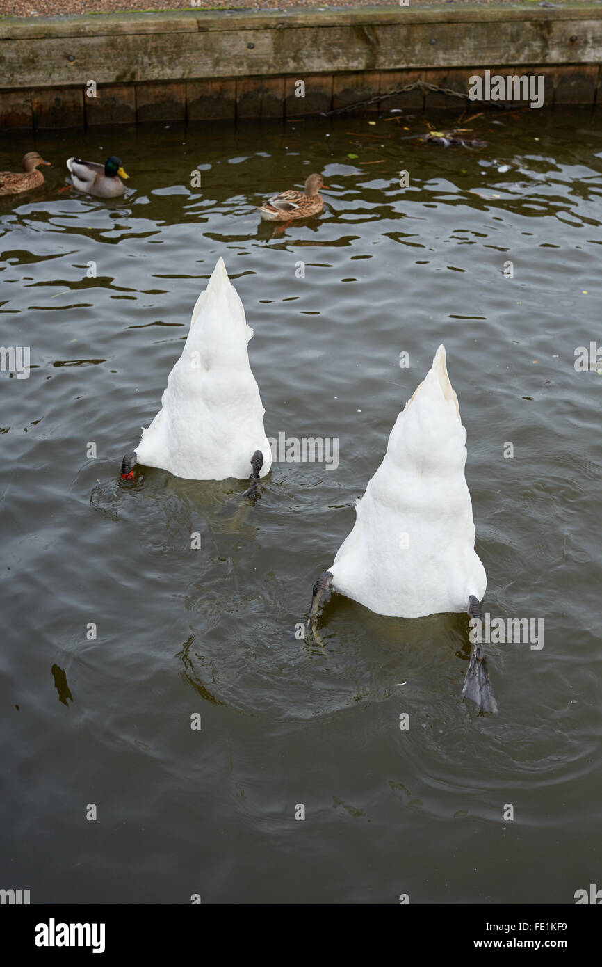 Swans diving hi-res stock photography and images - Alamy
