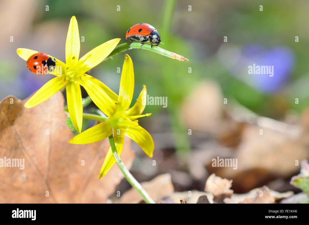 Ladybugs on spring flowers in forest Stock Photo - Alamy