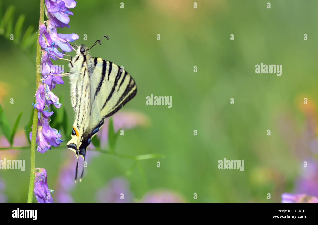 Butterfly iphiclides podalirius swallowtail hi-res stock photography ...