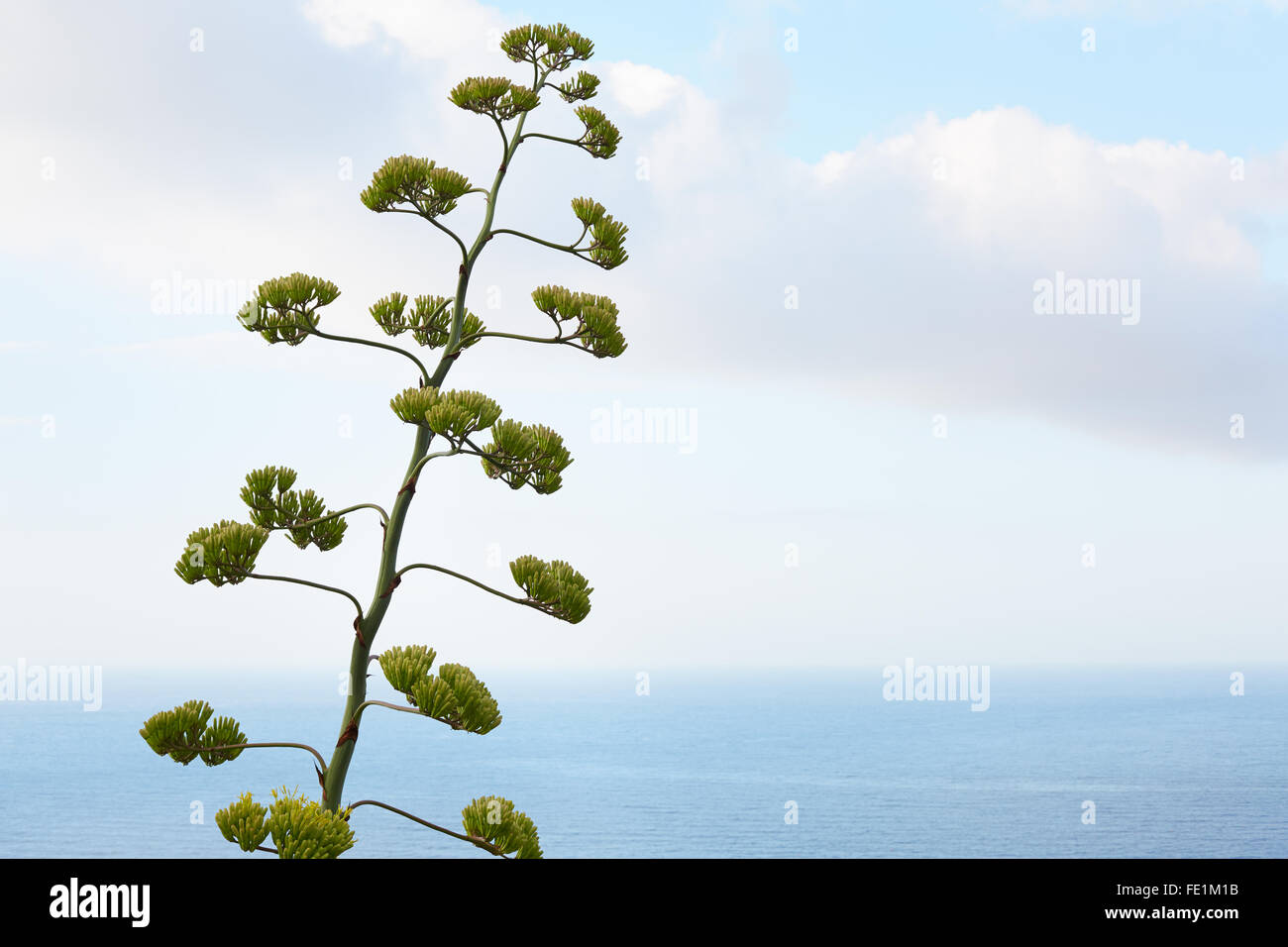 Agave flower hi-res stock photography and images - Alamy