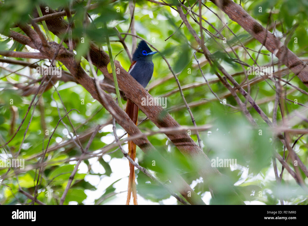 African paradise flycatcher, Zambia, Africa Stock Photo - Alamy