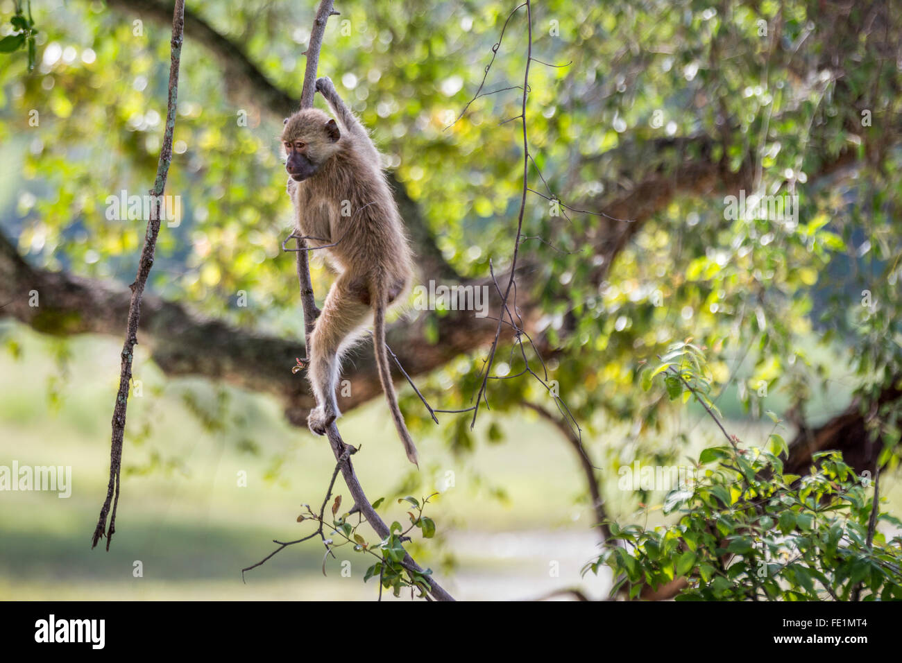 Baboon climbing tree hi-res stock photography and images - Alamy
