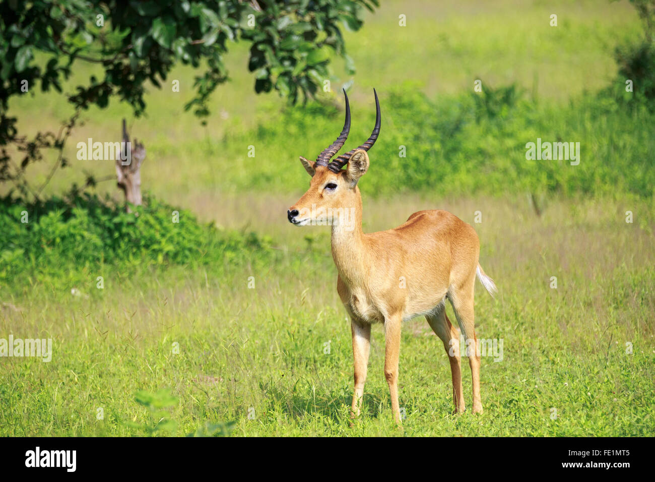 Africa zambia puku antelope hi-res stock photography and images - Alamy
