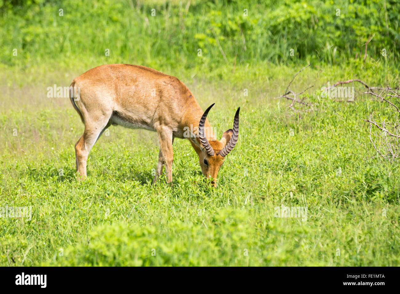 Africa zambia puku antelope hi-res stock photography and images - Alamy
