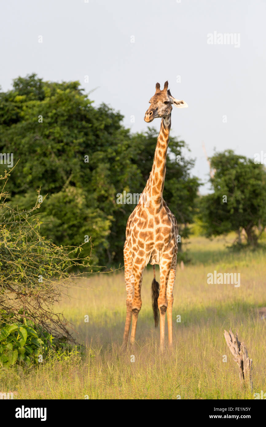 Luangwa giraffe hi-res stock photography and images - Alamy