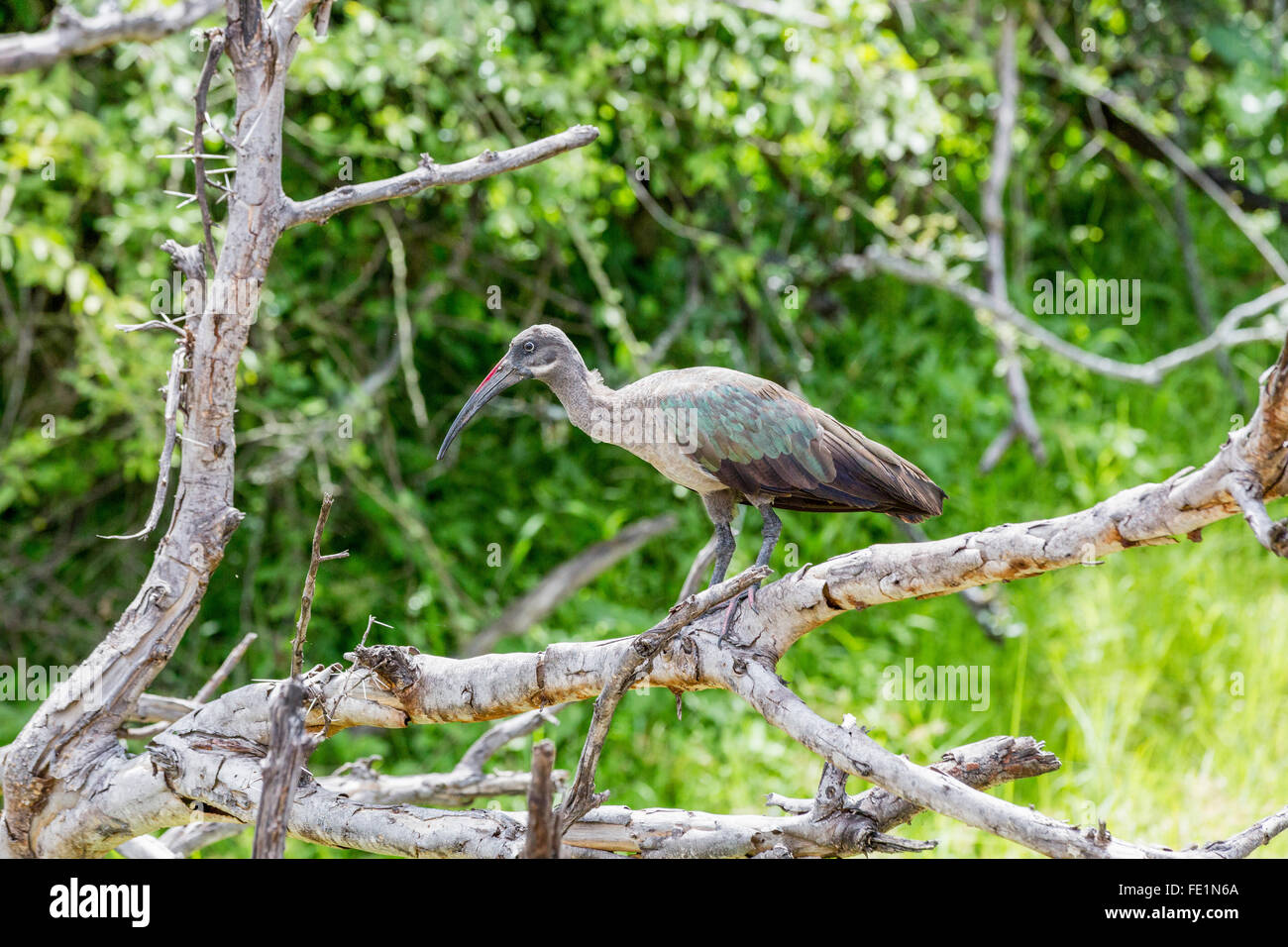 National bird of malawi hi-res stock photography and images - Alamy