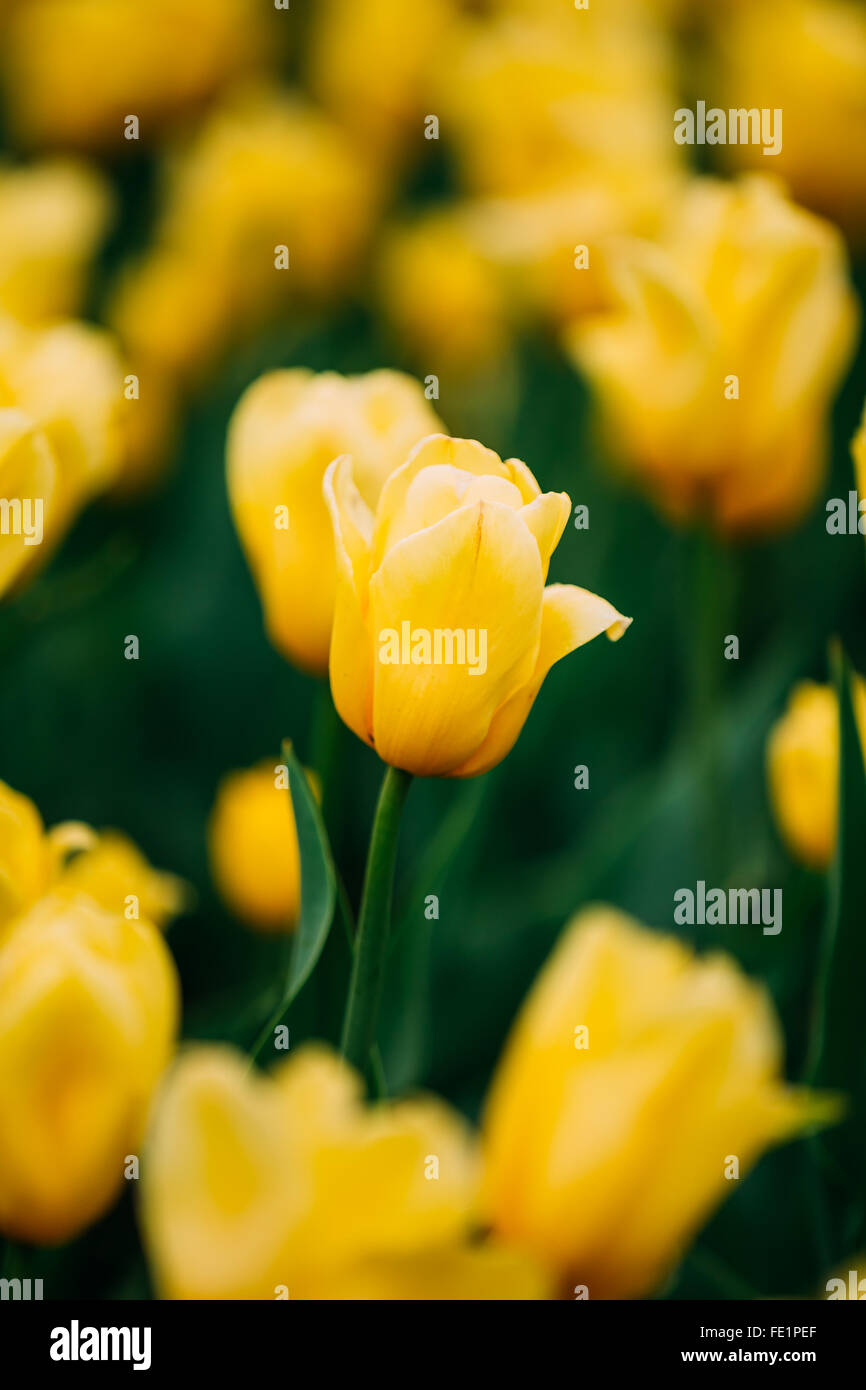 Yellow Tulips Flowers In Spring Garden Flower Bed Stock Photo - Alamy