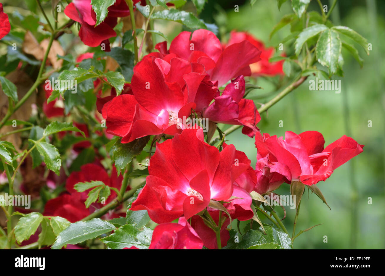 Five Petal Red Rose High Resolution Stock Photography and Images - Alamy
