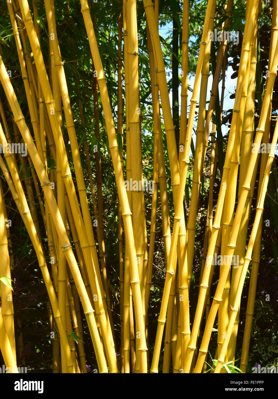 Bamboo. These yellow colored bamboo positively glow in the summer sun ...