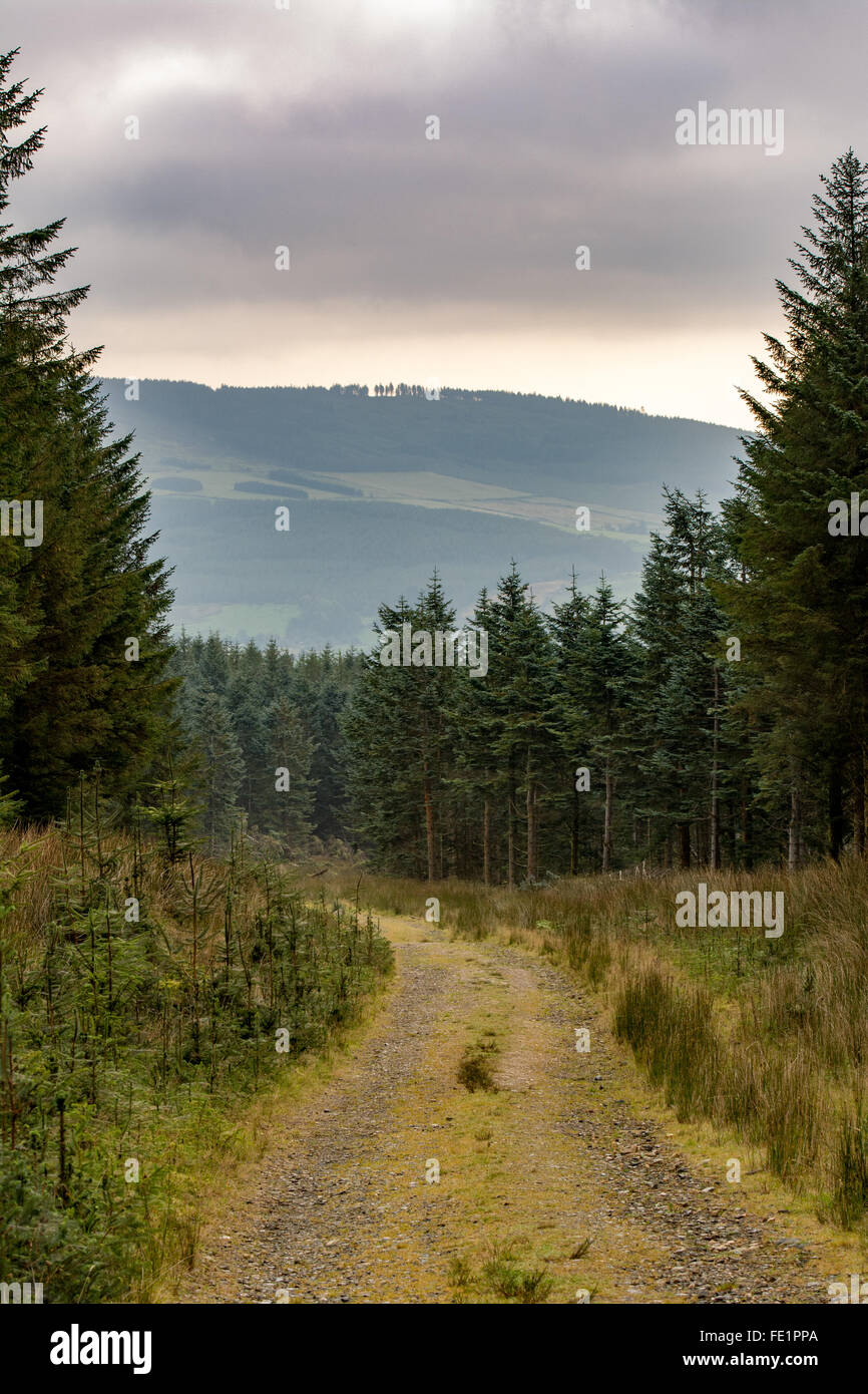 Track through Coillte pine forest near Drumgoff in Wicklow mountains in ...