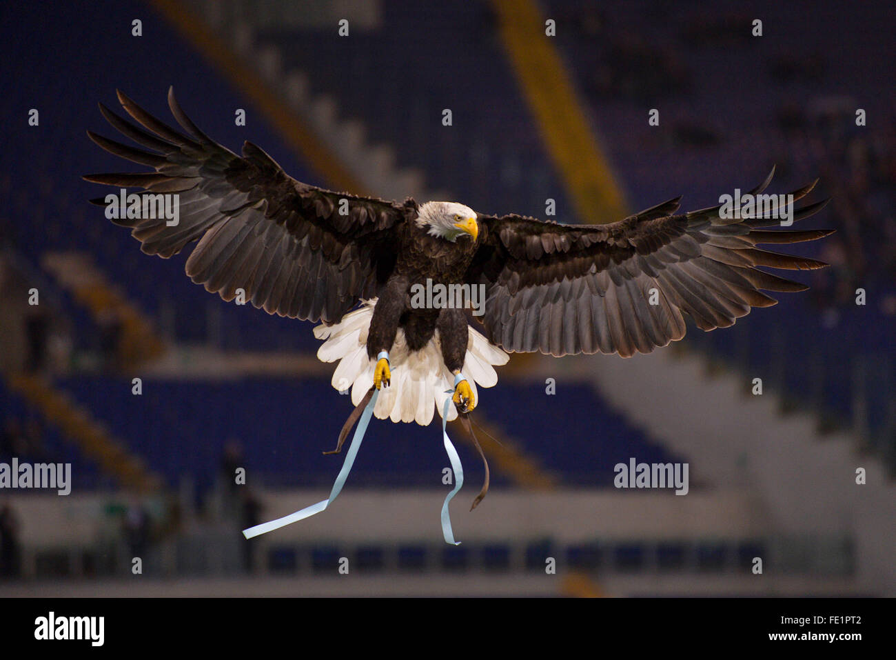 Rome, Italy. 03rd Feb, 2016. Olympia the eagle symbol of Lazio flies ...