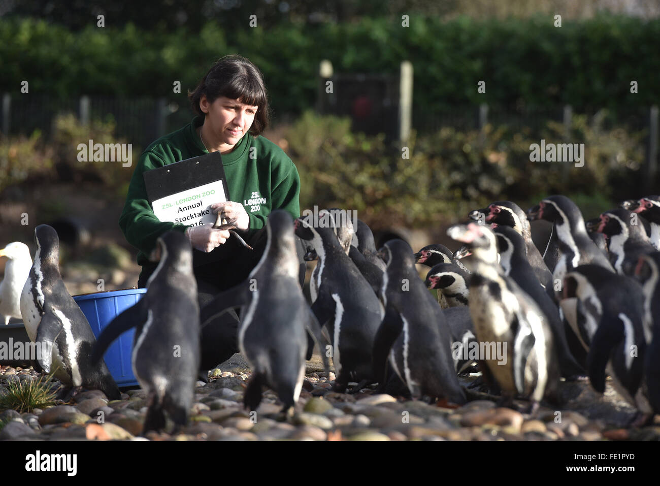 Annual Stocktake at the ZSL London Zoo. Featuring: Humboldt penguins ...