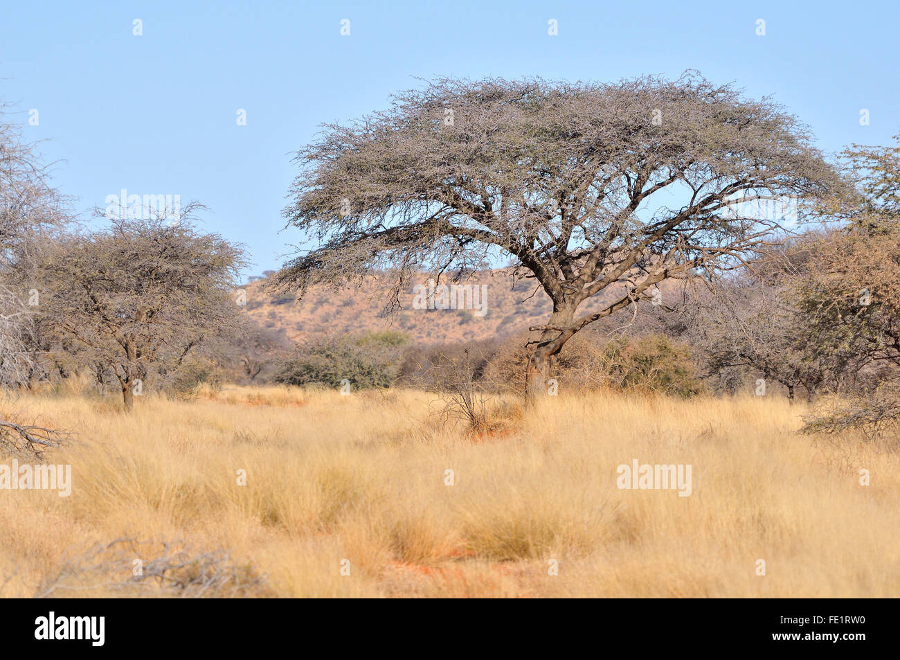 Mokala national park hi-res stock photography and images - Alamy