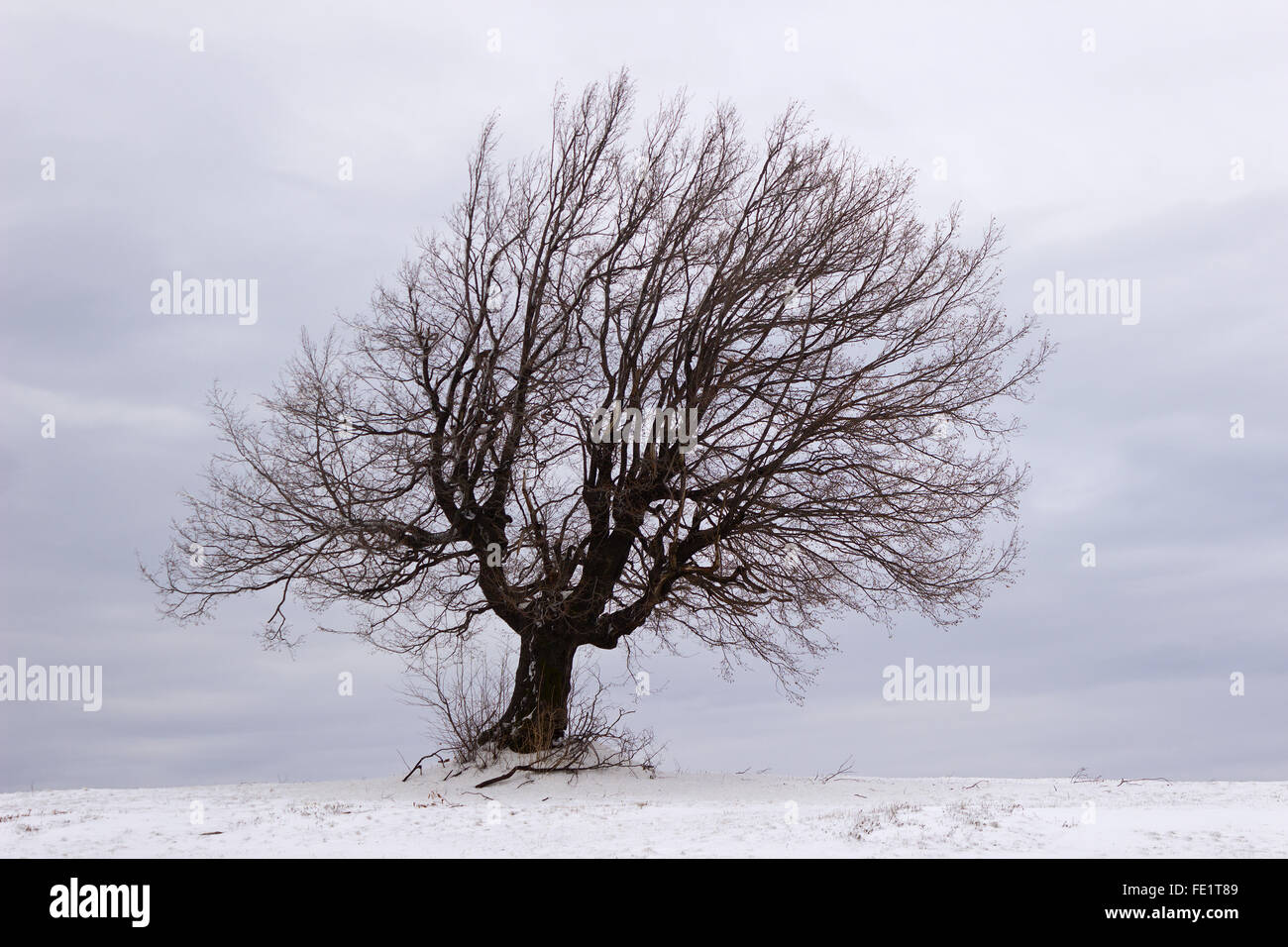 Single tree in winter Stock Photo - Alamy