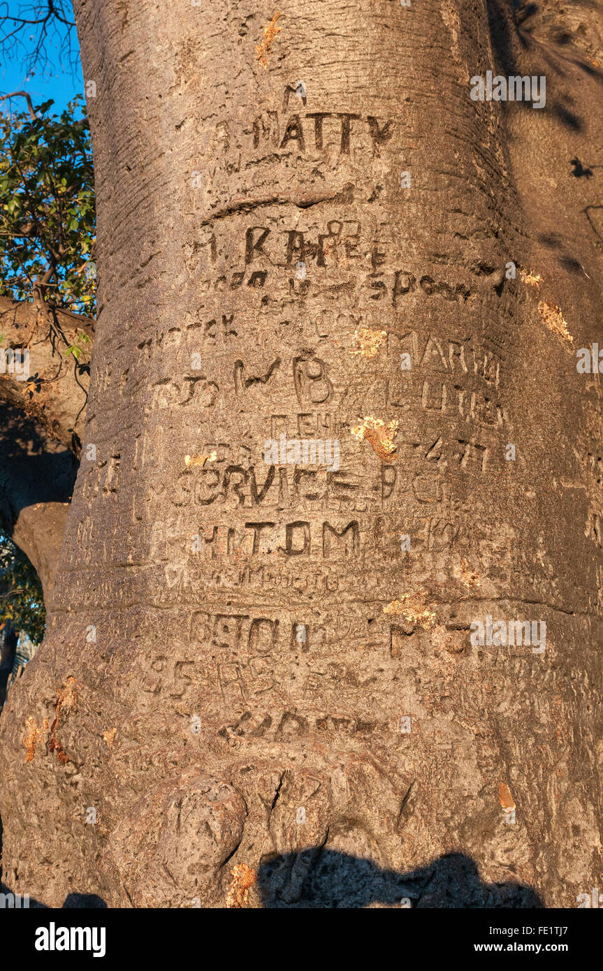 Hollow baobab tree africa hi-res stock photography and images - Alamy
